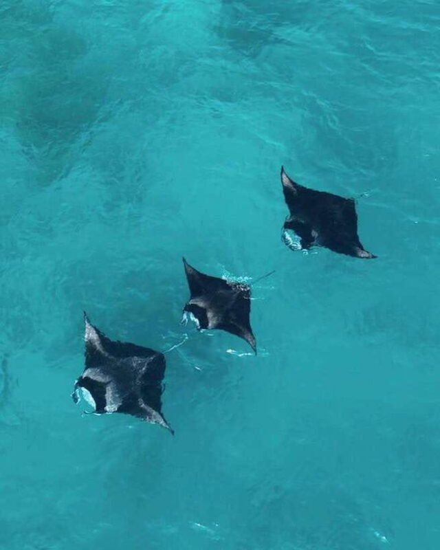 From Bali: Nusa Penida Day Tour & Snorkeling - Practical Details and Value