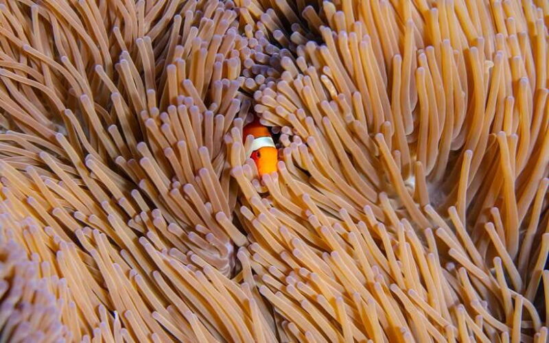 From Bali: Nusa Penida Private Snorkeling Tour with Lunch - The Itinerary in Detail