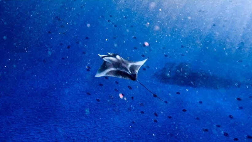 From Bali: Nusa Penida Snorkel 3 Spots w/ GoPro & Kayak tour - Key Points