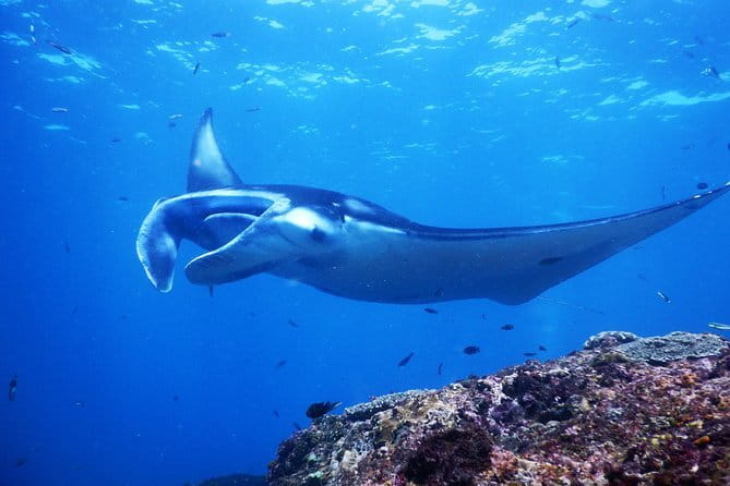 From Bali: Nusa Penida Snorkeling and Island Tour - The Sum Up: Is It Worth It?