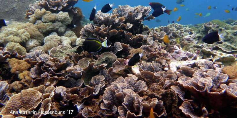 From Bali: Nusa Penida Snorkeling & Island Tour Special Trip - Key Points