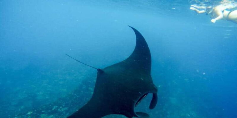 From Bali: Nusa Penida Snorkeling & Island Tour Special Trip - FAQ