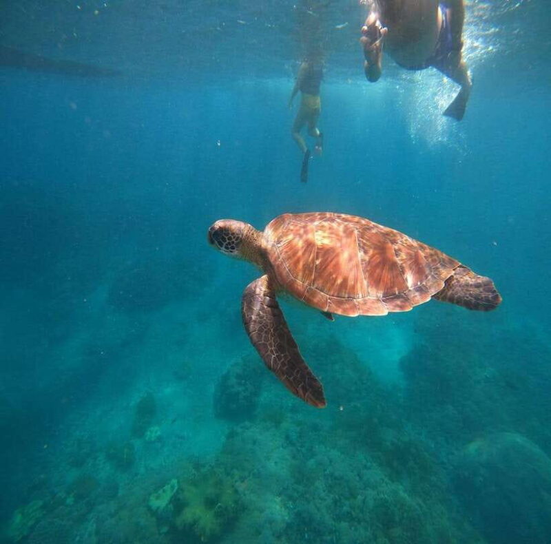 From Bali: Nusa Penida Tour with Private Snorkeling & Lunch - The Sum Up