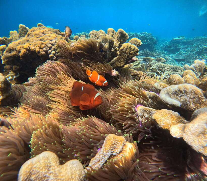 From Bali : Snorkeling & Nusa Penida Island Tour with Lunch - Who Will Love This Tour?