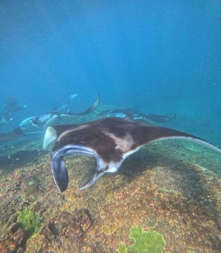 From Bali : Snorkeling & Nusa Penida Island Tour with Lunch - FAQs