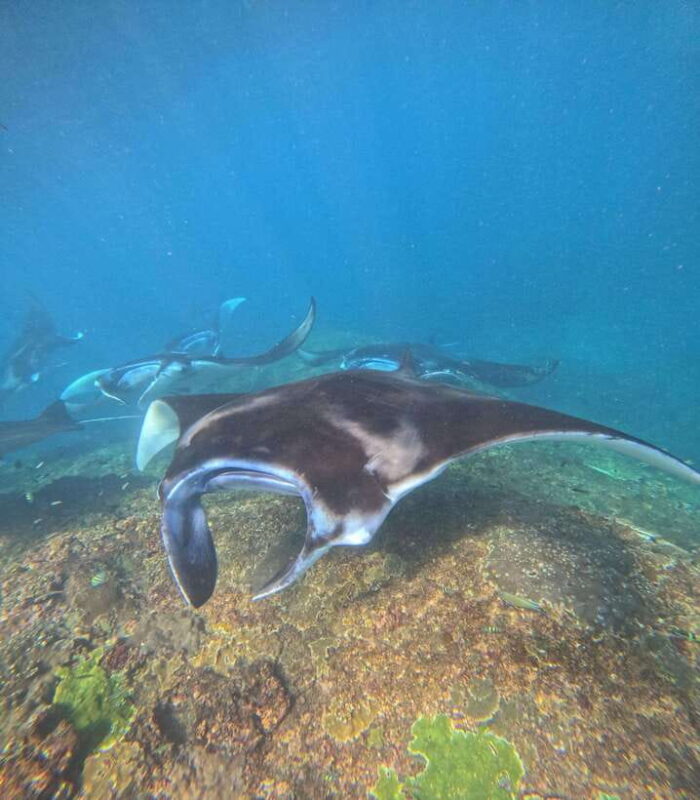 From Bali : Snorkeling & Nusa Penida Island Tour with Lunch - In-Depth Breakdown: Why This Tour Works