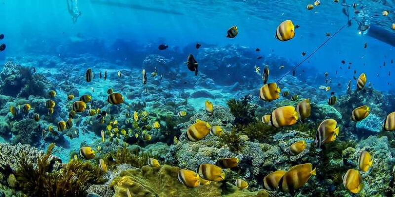 From Bali: Swim with Manta Rays in Nusa Penida - Considerations & Practical Tips