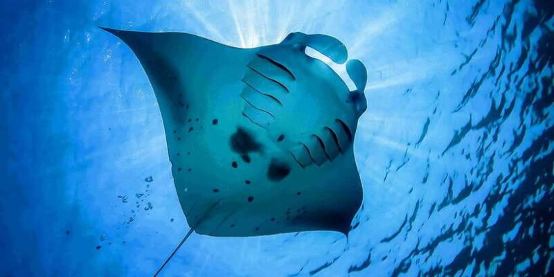 From Bali: Swim with Manta Rays in Nusa Penida - Final Thoughts: Is This Tour Worth It?