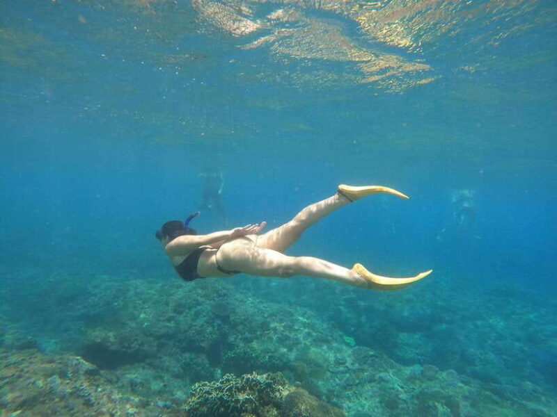 From Bali: Swim with Manta & T-rex Beach All inclusive Tour - What’s Included and What’s Not