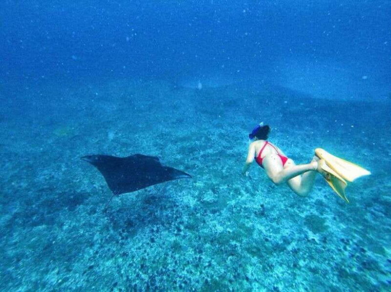 From Bali: Swim with Manta & T-rex Beach All inclusive Tour - Practical Tips for Making the Most of the Tour