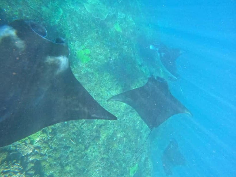 From Bali to Nusa Penida and Snorkel with Manta Ray + Lunch - Key Points