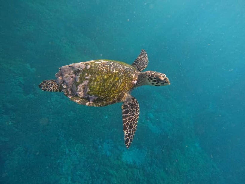From Bali to Nusa Penida and Snorkel with Manta Ray + Lunch - An Overview of the Tour Experience