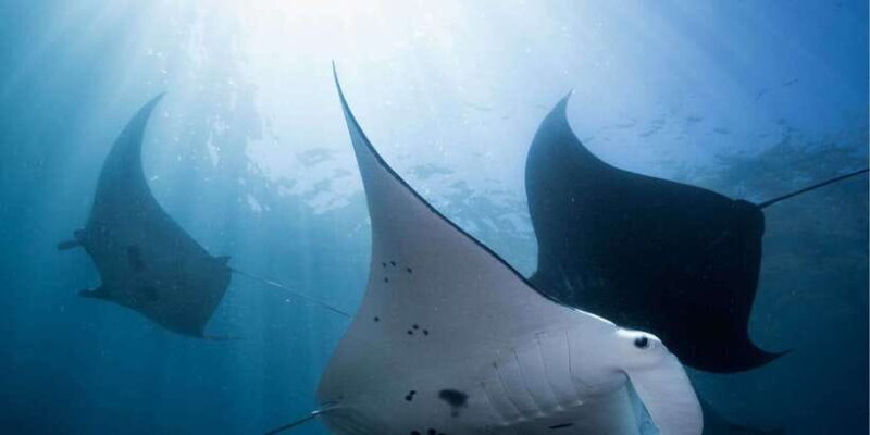 From Bali: West Nusa Penida & Snorkeling Small Group Tour - Final Thoughts: Who Is This Tour Best For?