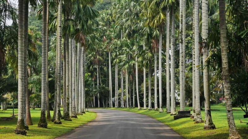 From Bandung: Tea Plantation and Botanical Garden Tour - From Bandung: Tea Plantation and Botanical Garden Tour
