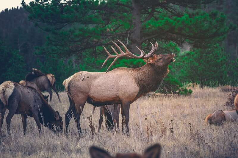 From Banff: Banff Wildlife & Scenic Highlights Premium Tour - Practical Tips for Participants