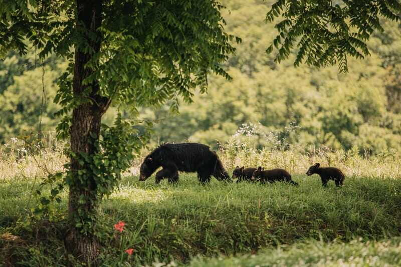 From Banff: Banff Wildlife & Scenic Highlights Premium Tour - Who Should Consider This Tour?
