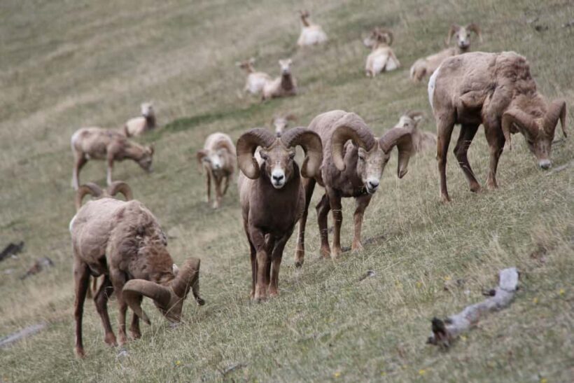 From Banff: Sunset Lake Louise, Moraine Lake & Wildlife Tour - FAQ