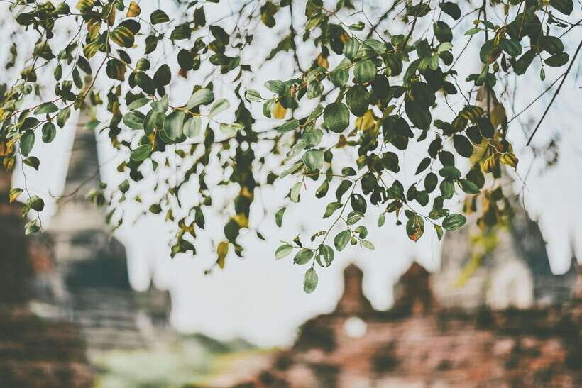 From Bangkok: Ayutthaya Ancient City Temple Tour - Who Should Consider This Tour?