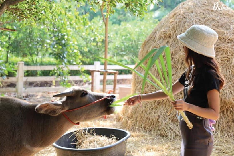 From Bangkok: Don Wai Market, Wat Samphran & Lotus Café Tour - The Sum Up