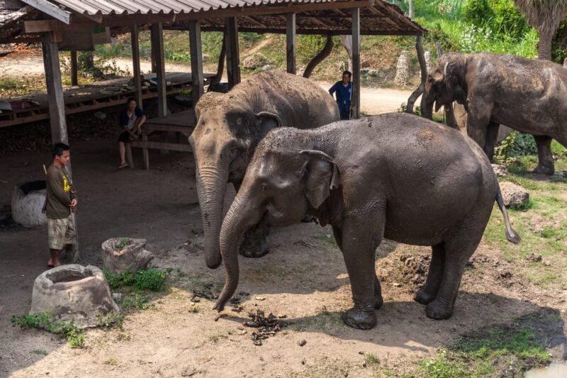 From Bangkok: Elephant Sanctuary and Kanchanaburi Tour - FAQ