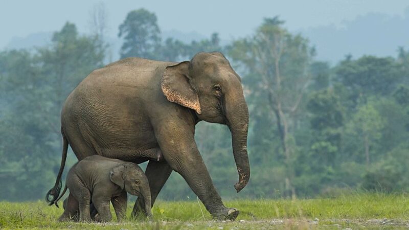 From Bangkok: ElephantsWorld Kanchanaburi 2-Day Experience - Introduction: An Authentic Elephant Encounter in Thailand