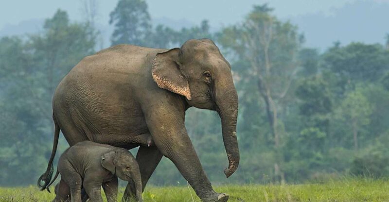 From Bangkok: ElephantsWorld Kanchanaburi 2-Day Experience - An Overview of the 2-Day Journey