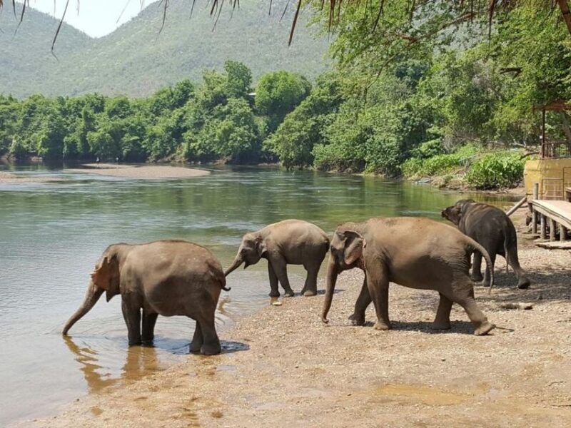 From Bangkok: ElephantsWorld Kanchanaburi 2-Day Experience - Day Two: Flexible Adventures and Scenic Farewells
