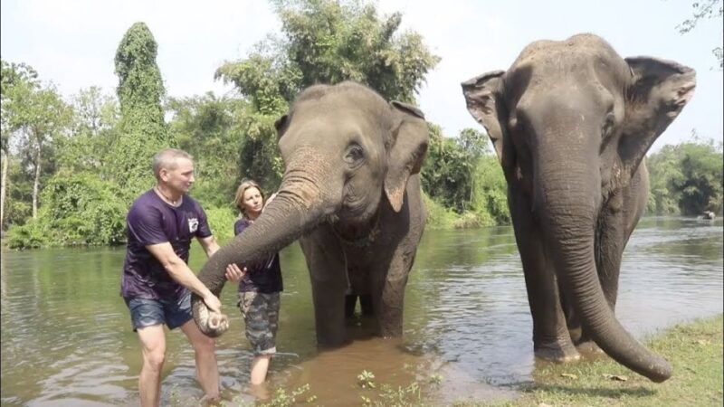 From Bangkok: ElephantsWorld Kanchanaburi 2-Day Experience - Deep Dive into the Experience
