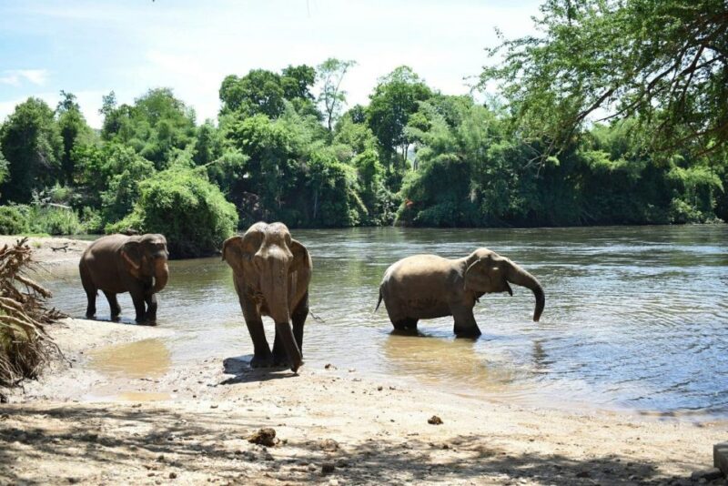 From Bangkok: ElephantsWorld Kanchanaburi 2-Day Experience - What Travelers Say: Authentic Feedback
