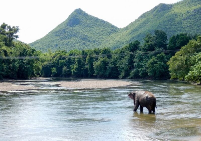 From Bangkok: ElephantsWorld Kanchanaburi 2-Day Experience - The Sum Up: Who Will Love This Tour?