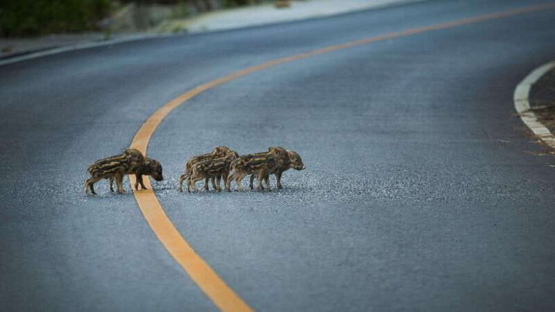 From Bangkok: Khao Yai Full-Day Sightseeing and Trekking - FAQ