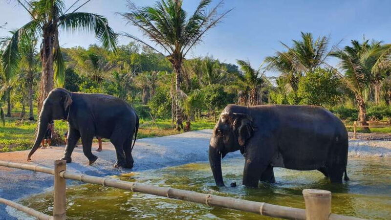 From Bangkok: Living Green Elephant Sanctuary Day Trip - The Real Value of This Tour