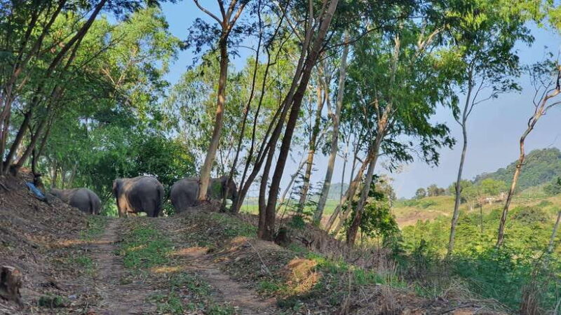 From Bangkok: Living Green Elephant Sanctuary Day Trip - Practical Tips for Travelers
