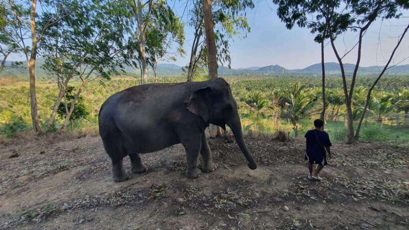 From Bangkok: Living Green Elephant Sanctuary Day Trip - FAQ