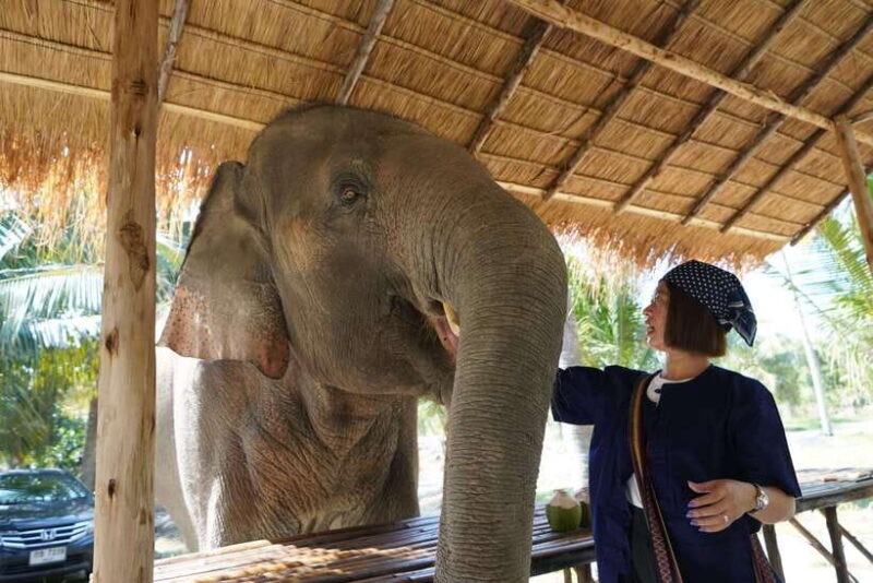 From Bangkok: Living Green Elephant Sanctuary Day Trip - Final Thoughts