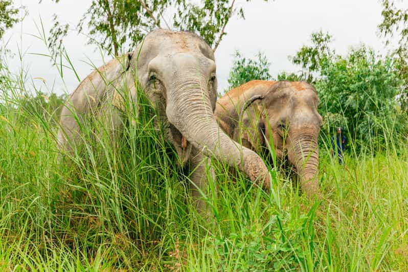 From Bangkok: Pattaya Ethical Elephant Sanctuary Day Trip - What to Expect from the Tour