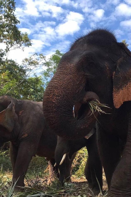 From Bangkok: Pattaya Ethical Elephant Sanctuary Day Trip - Transport, Duration, and Group Size