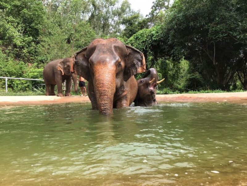 From Bangkok: Pattaya Ethical Elephant Sanctuary Day Trip - Value for Money