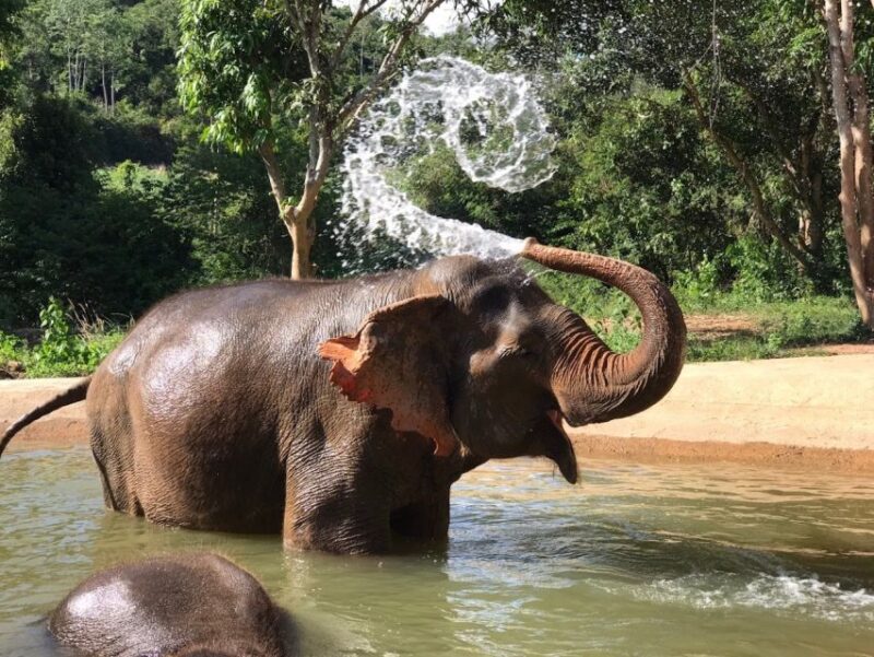 From Bangkok: Pattaya Ethical Elephant Sanctuary Day Trip - Reviews Highlighting the Experience