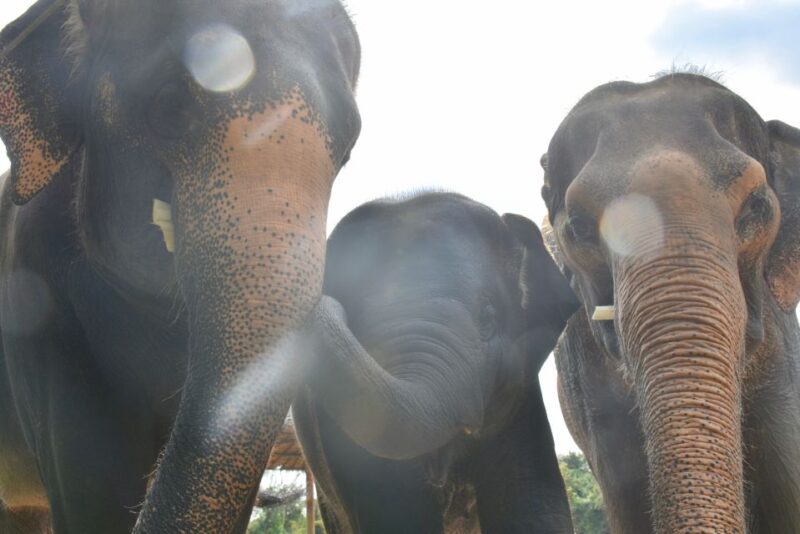 From Bangkok: Wildlife Rescue and Elephant Rescue Tour - FAQ
