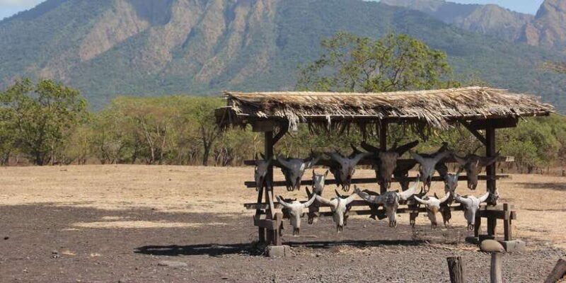 From Banyuwangi ; Baluran National Park & Snorkeling - Who Will Enjoy This Tour?