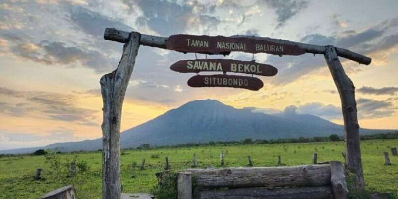 From Banyuwangi: Baluran Wildlife Safari Sunset Tour - Whats Included and Whats Not