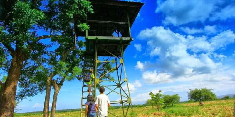 From Banyuwangi: Baluran Wildlife Safari Sunset Tour - How to Make the Most of This Tour