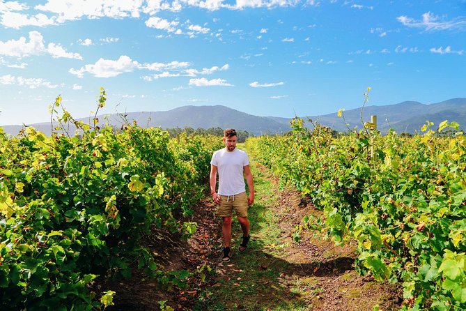 From Barcelona: El Penedès Hike & Wines - Visiting the Organic Family Winery: Albet i Noya