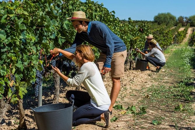 From Barcelona: El Penedès Hike & Wines - What Makes This Tour Stand Out?