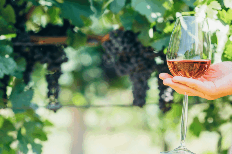 From Barcelona: Kosher Jewish Wine Tour - Analyzing the Value