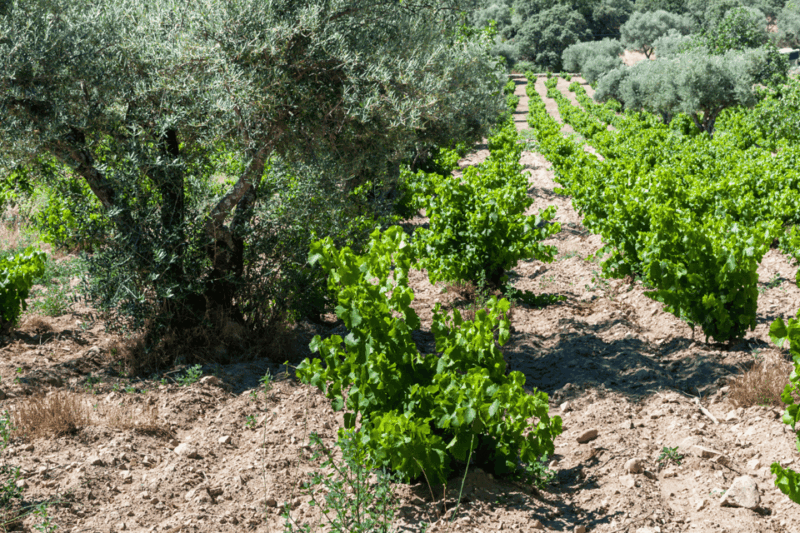 From Barcelona: Kosher Jewish Wine Tour - FAQ