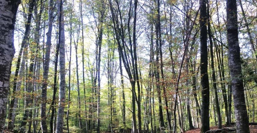 From Barcelona: Medieval Villages and Volcanic Hiking Tour - Detailed Breakdown of the Itinerary