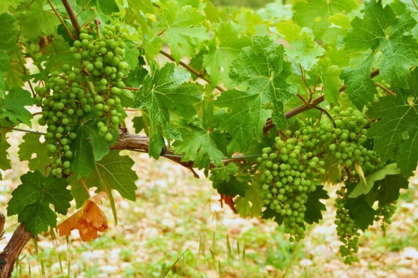 From Barcelona: Priorat's Exclusive Cellars, Wines & Nature - Final Thoughts