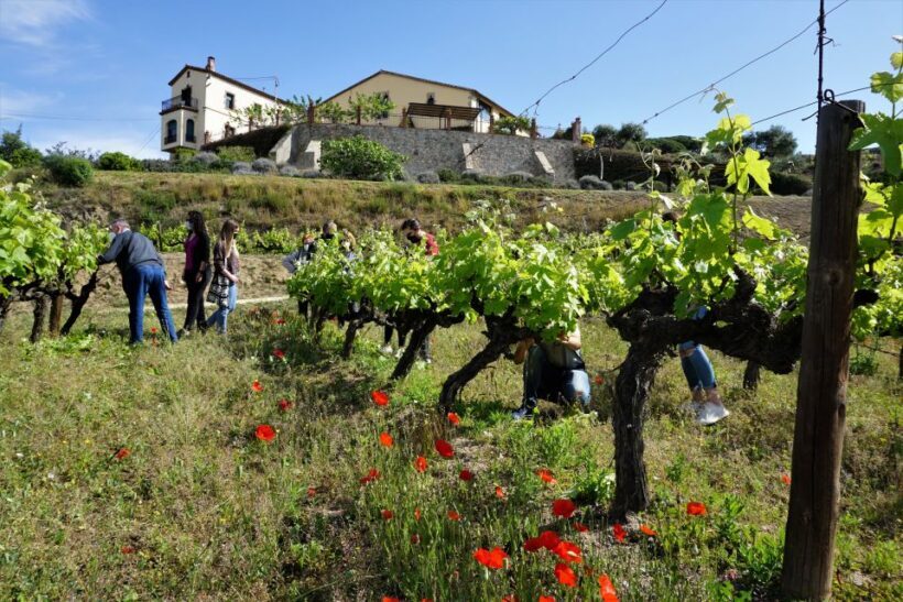 From Barcelona: Sailing and E-bike Winery Tour with Tastings - Key Points